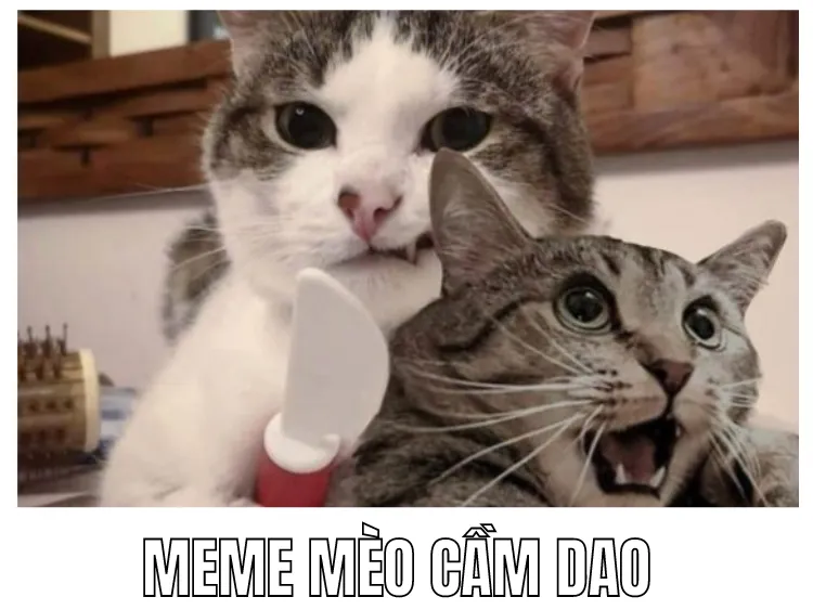 LƯU NGAY 50+ Meme Mèo Cầm Dao CỰC KỲ LẦY LỘI